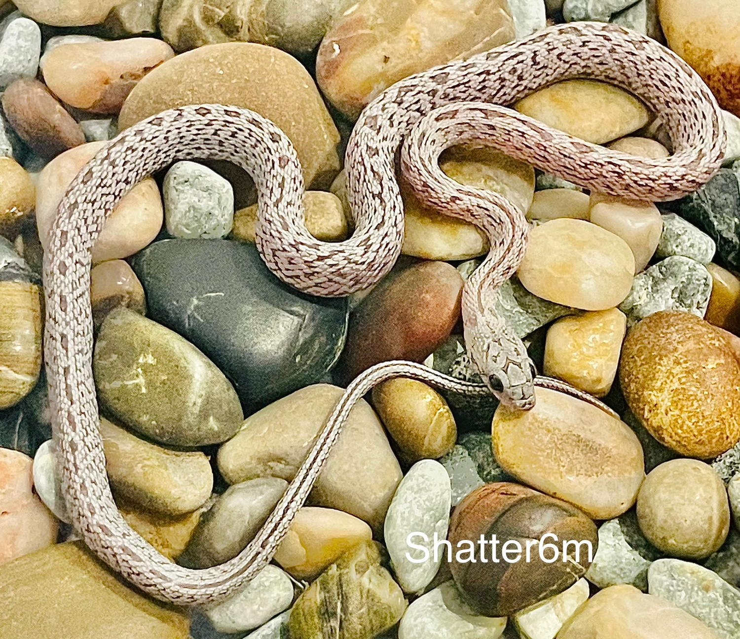 Shatter Tessera PH Amel Corn Snake by Captivating Reptiles LLC ...