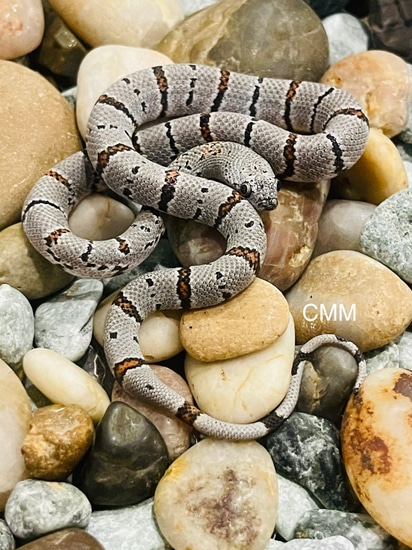 Christmas Mountain Gray-Banded Kingsnake by Captivating Reptiles LLC