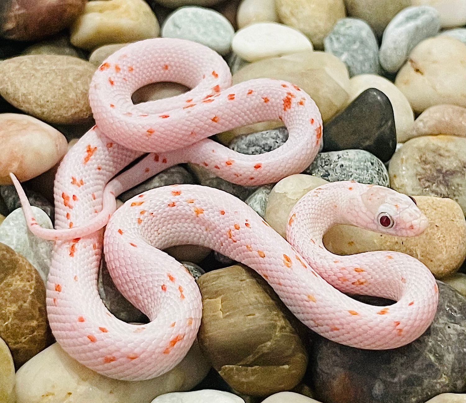 Ultramel Palmetto PH Caramel, Stripe Corn Snake by Captivating Reptiles ...
