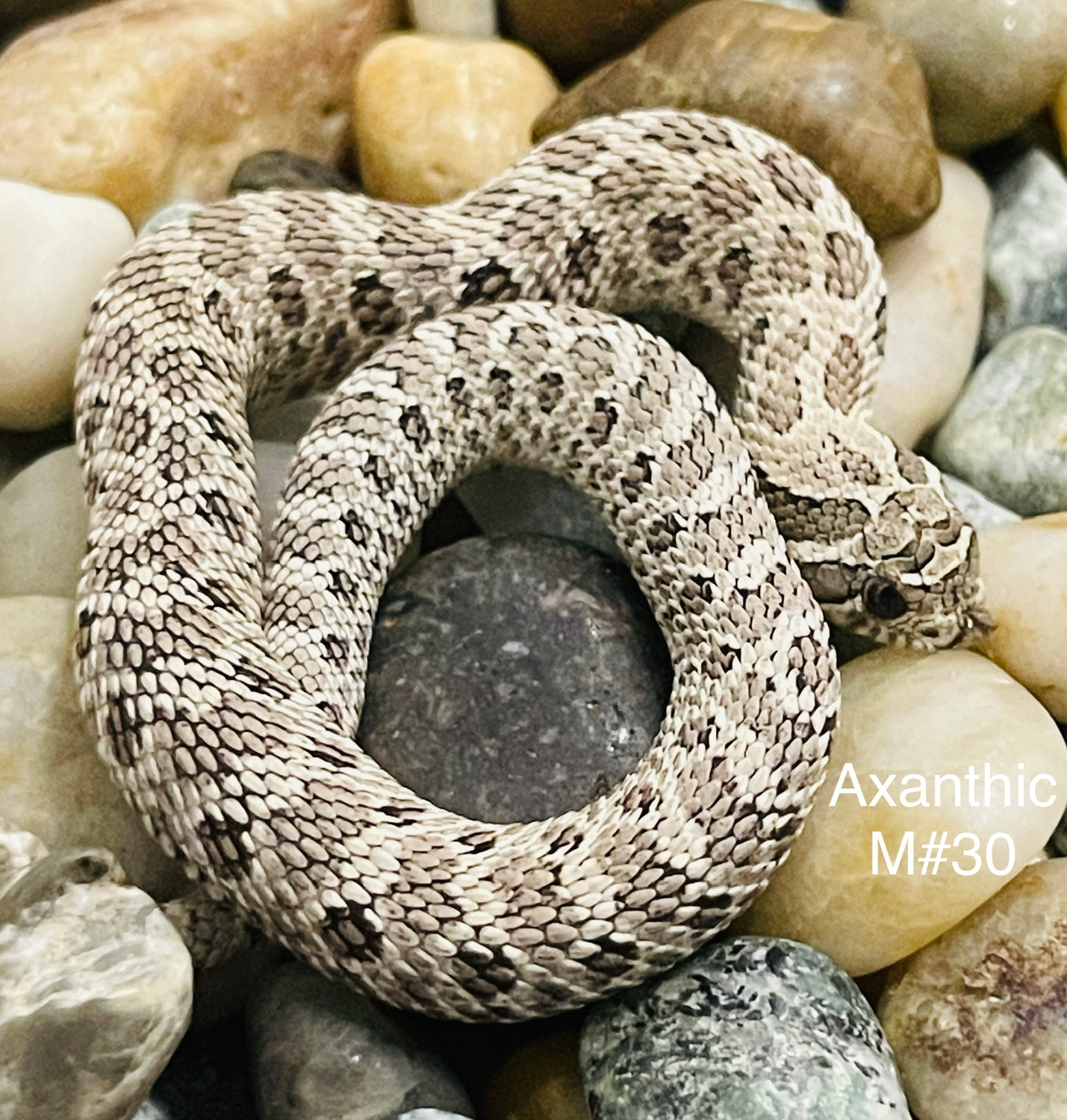 Axanthic Het Snow Western Hognose by Captivating Reptiles LLC - MorphMarket