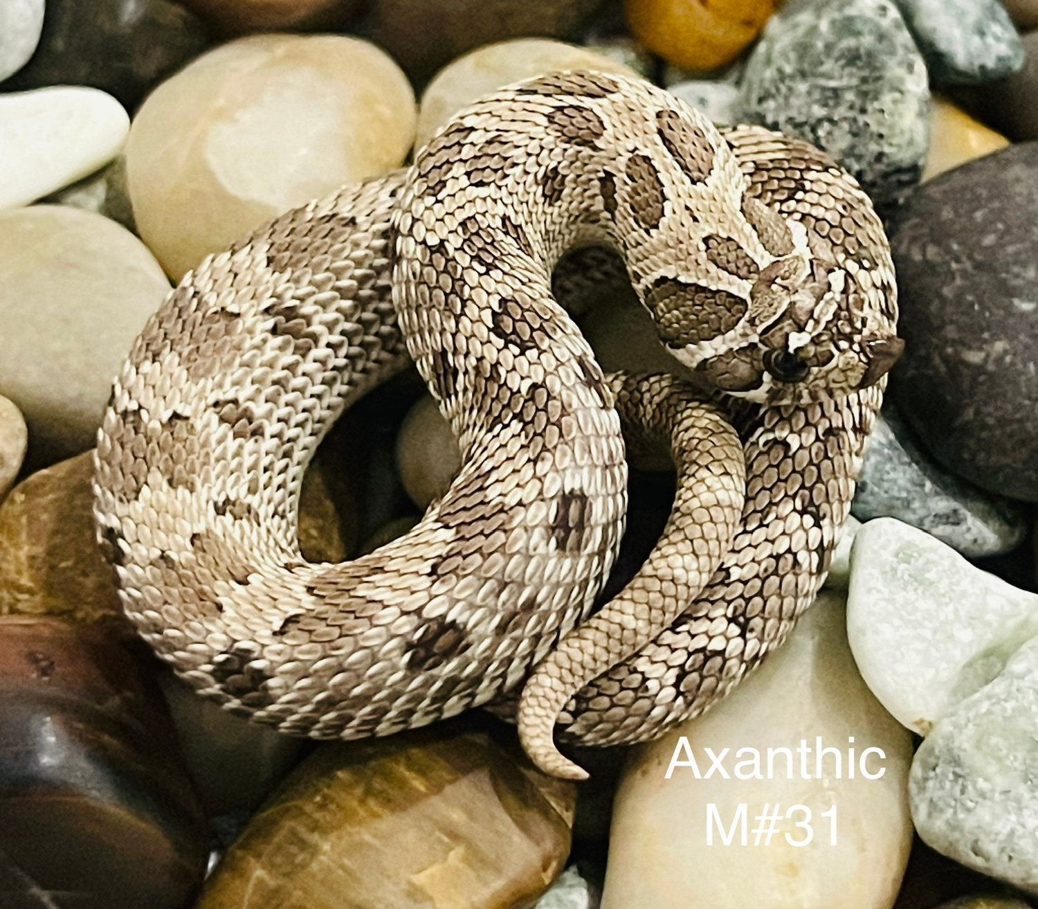Axanthic Conda Het Snow Western Hognose by Captivating Reptiles LLC ...