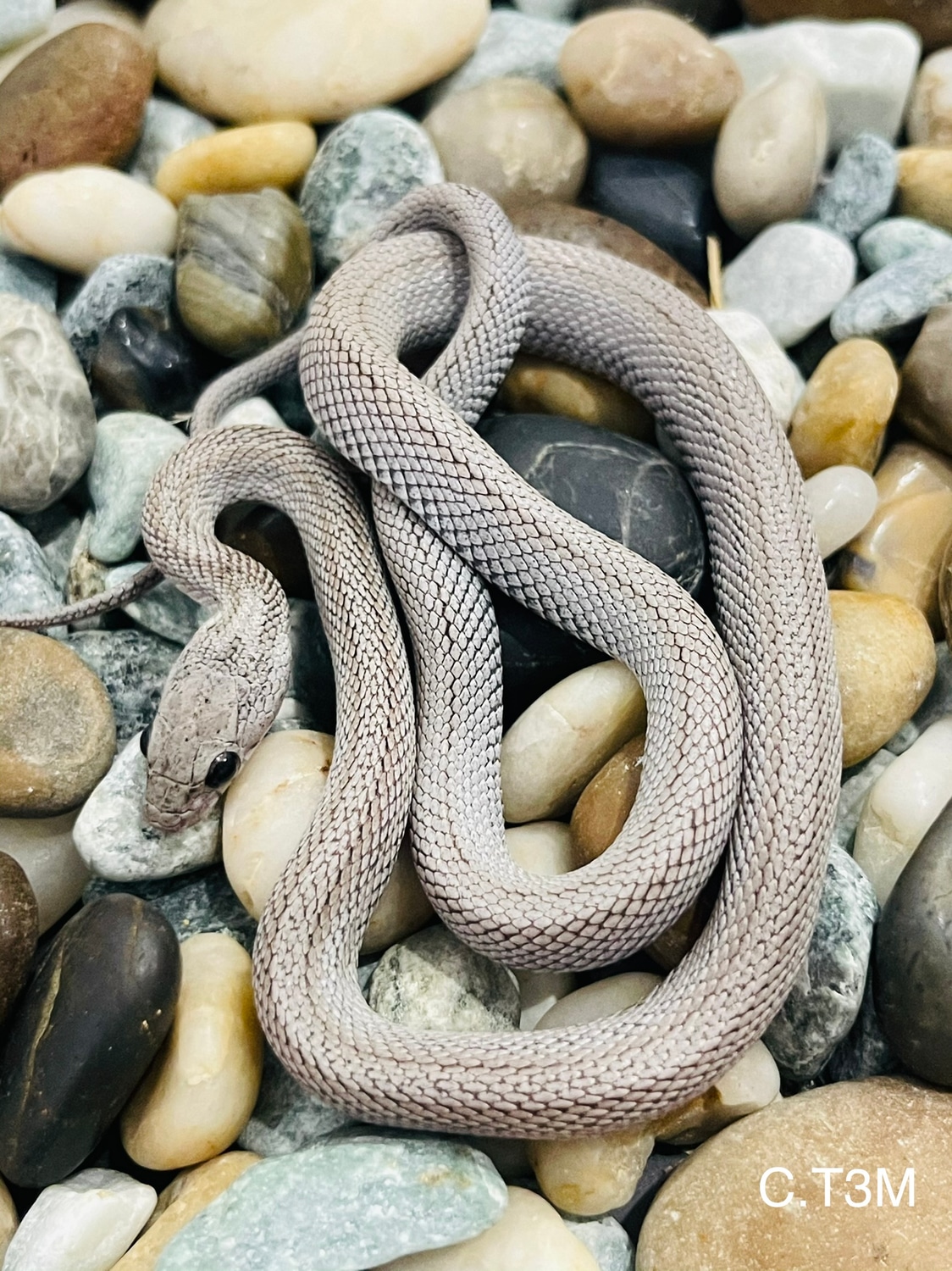 Cinder Stripe PH Ultra Or Amel, Caramel Corn Snake by Captivating ...