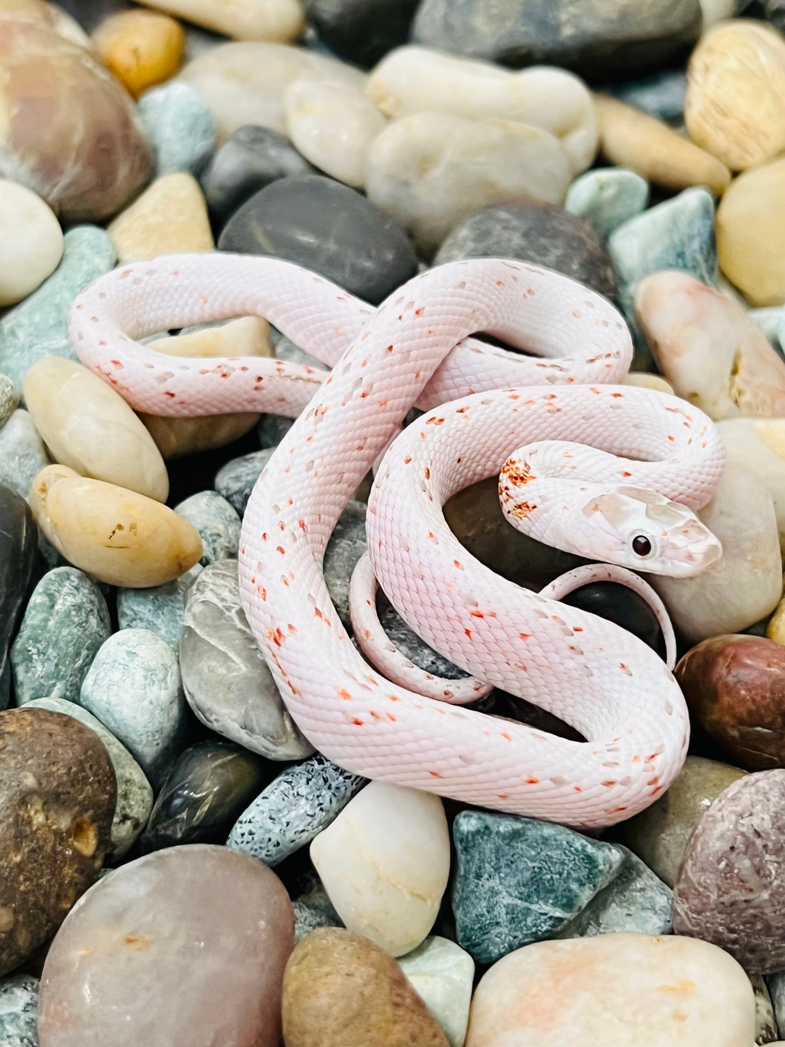 Palmetto PH Caramel, Amel/ultra, Stripe Corn Snake by Captivating ...