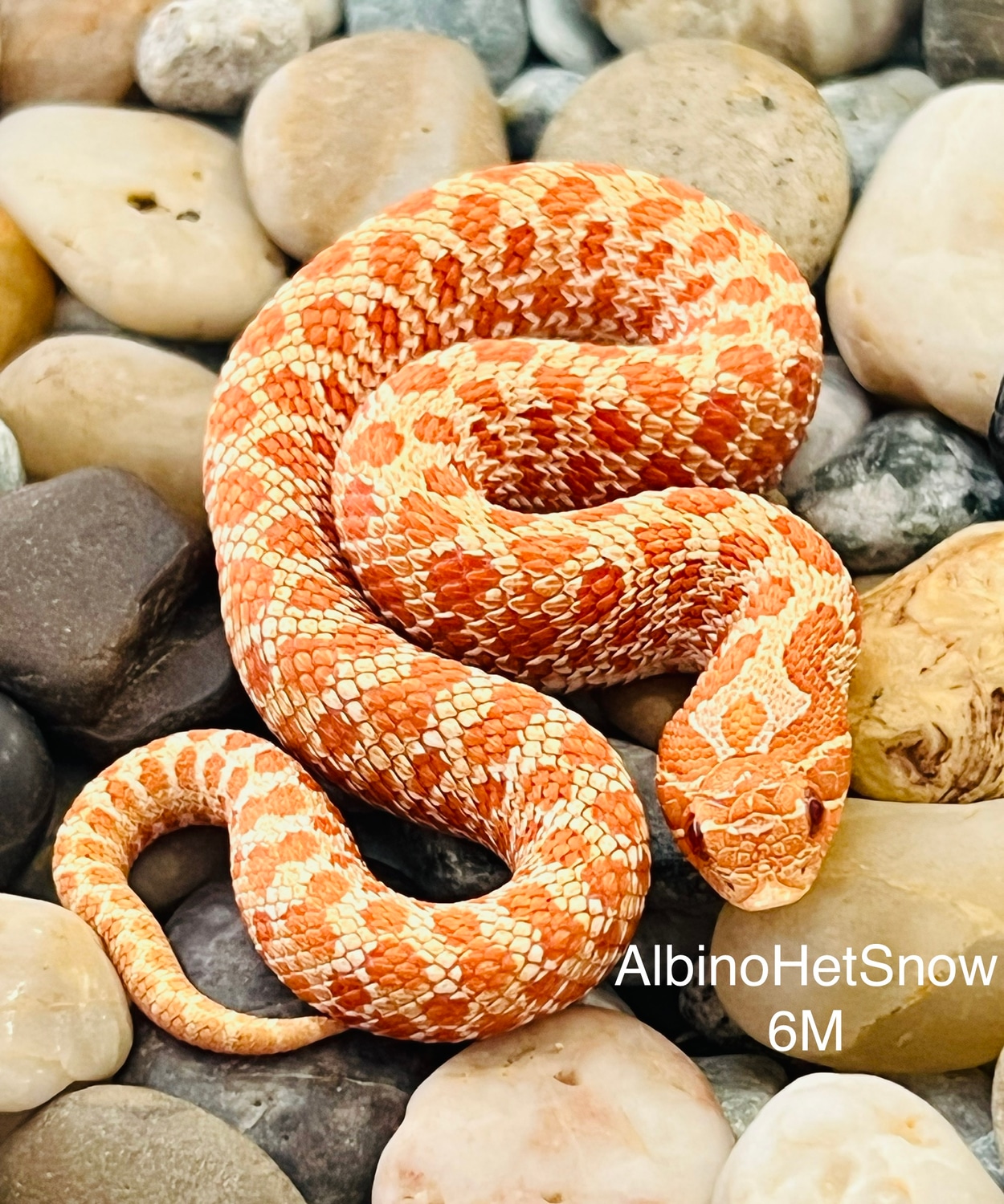 Extreme Red Albino Het Snow Western Hognose by Captivating Reptiles LLC ...