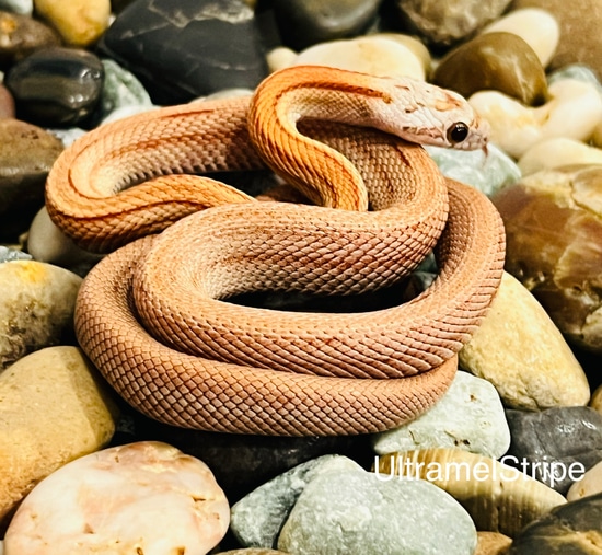 Ultramel Stripe Het Cinder Caramel Corn Snake by Captivating Reptiles LLC