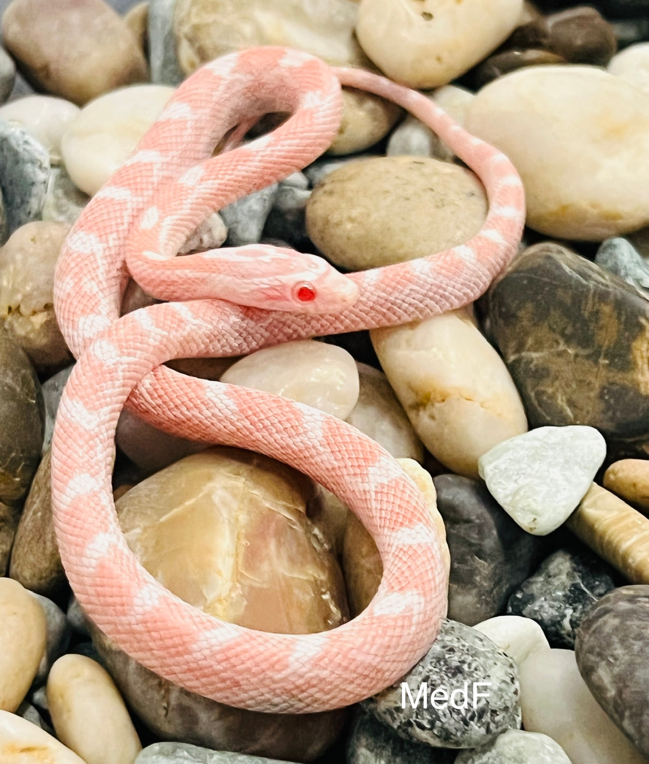 Peppermint PH Lavender Corn Snake by Captivating Reptiles LLC - MorphMarket