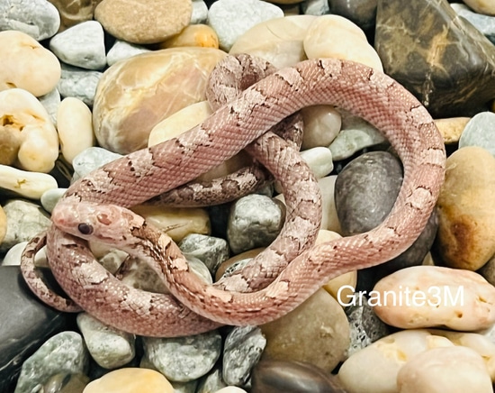 Strawberry Granite Het Amel PH Hypo Corn Snake by Captivating Reptiles ...