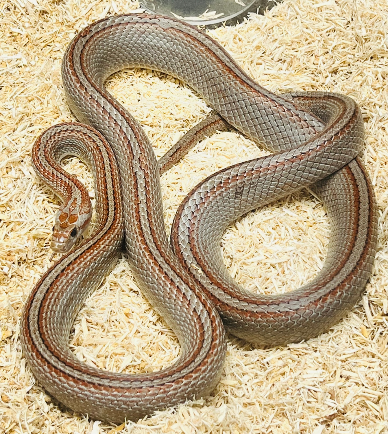 Miami Motley Corn Snake by Captivating Reptiles LLC - MorphMarket