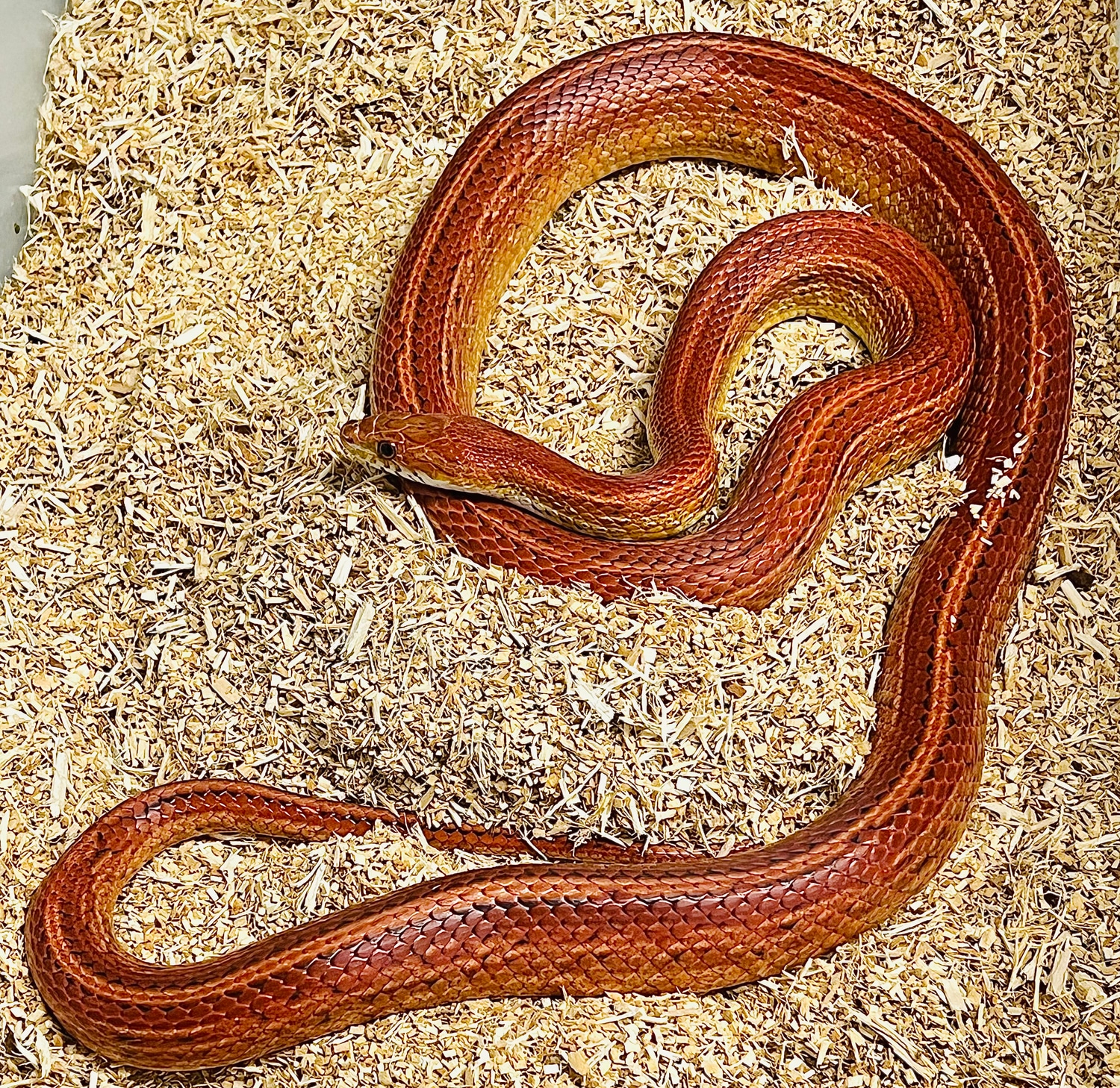 Redfactor Tessera Het Amel Diffused Corn Snake by Captivating Reptiles ...