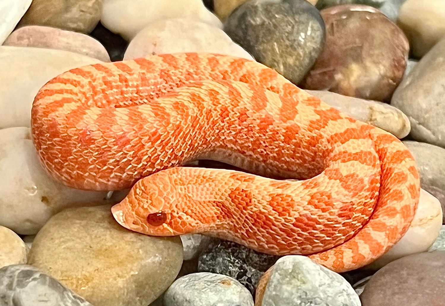 Sunburst Western Hognose by Captivating Reptiles LLC - MorphMarket