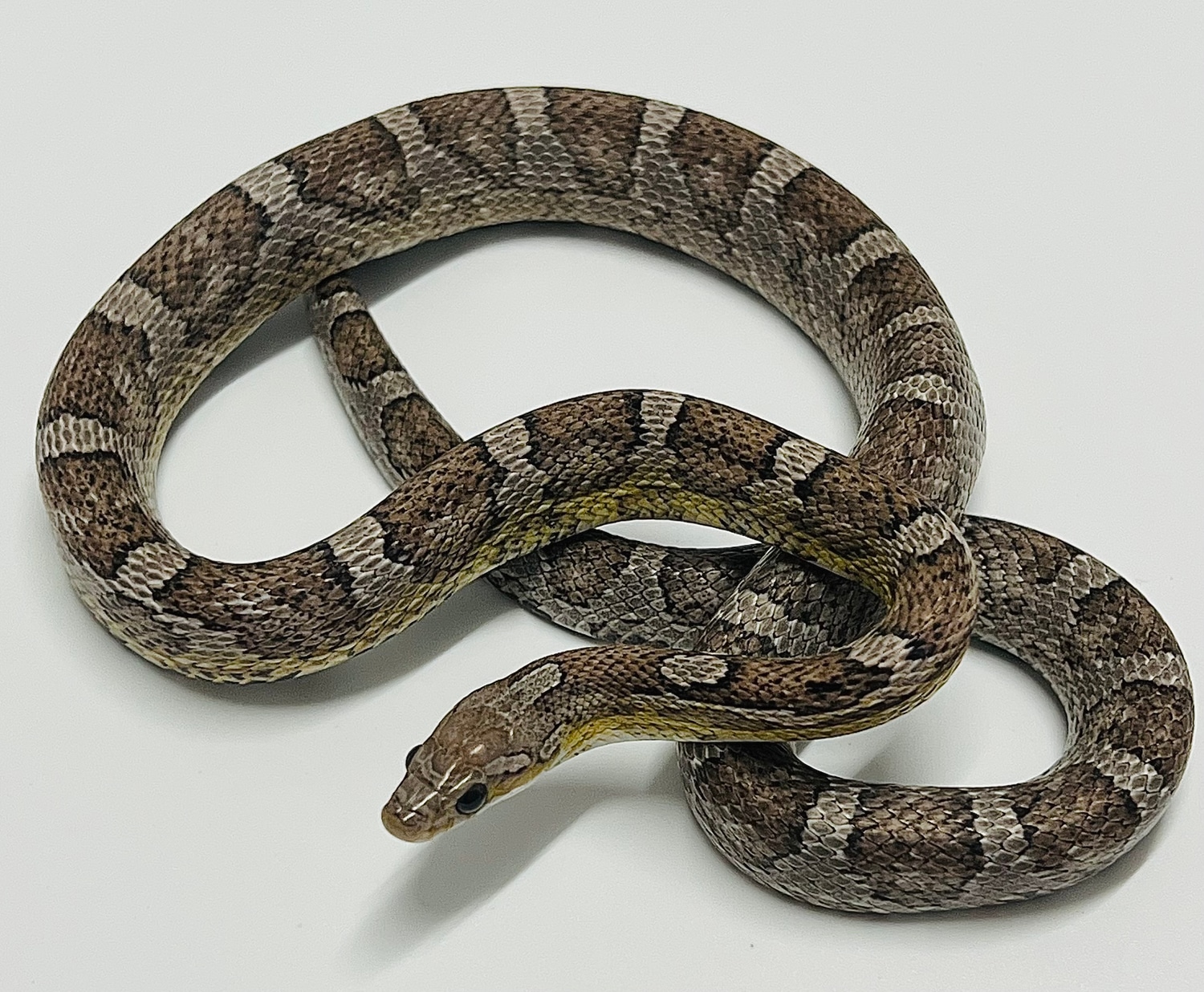 Anery Het Palmetto, Motley Ph Hypo, Amel/Ultra Corn Snake by ...