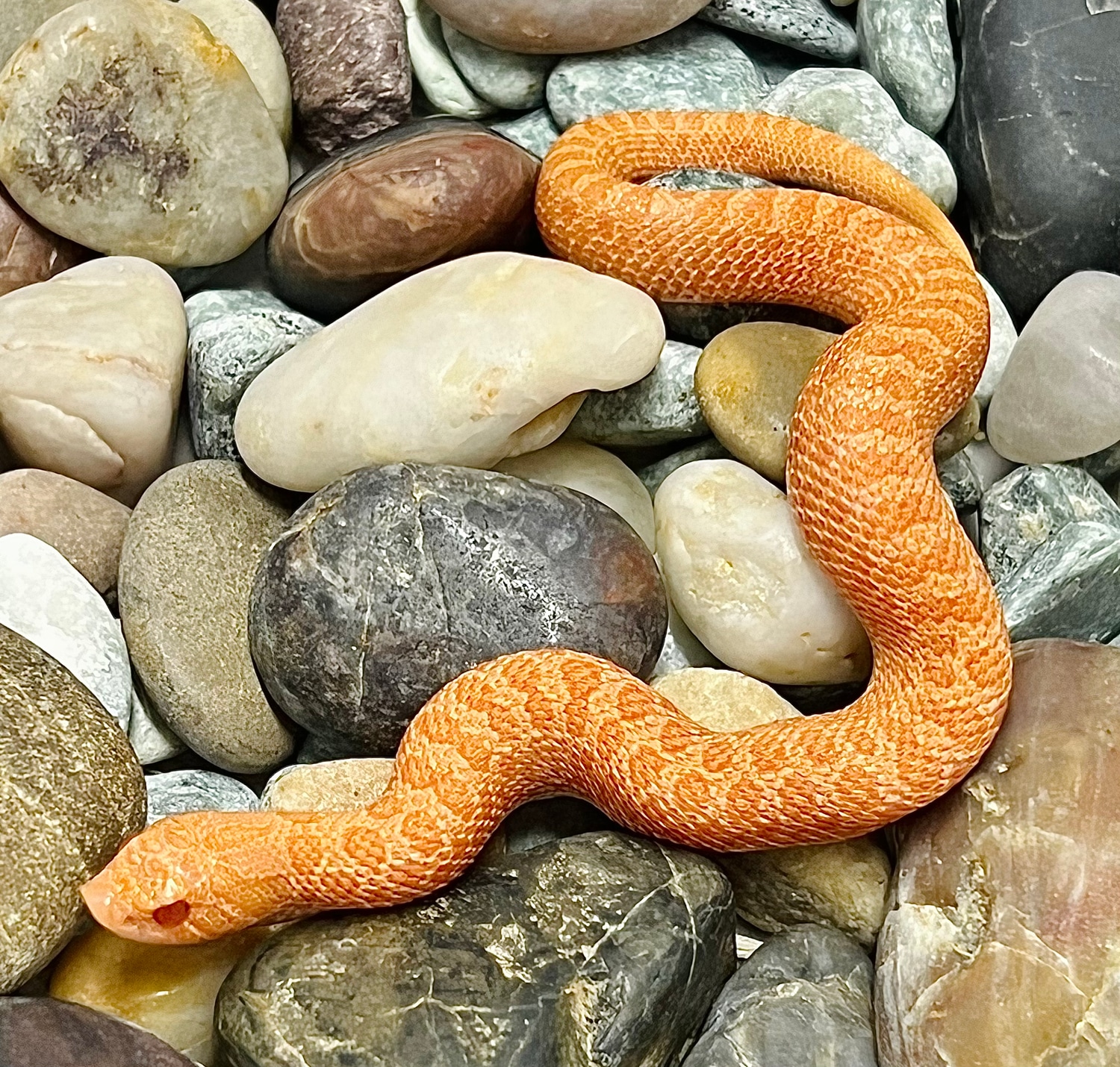 Arctic Sunburst Western Hognose by Captivating Reptiles LLC - MorphMarket