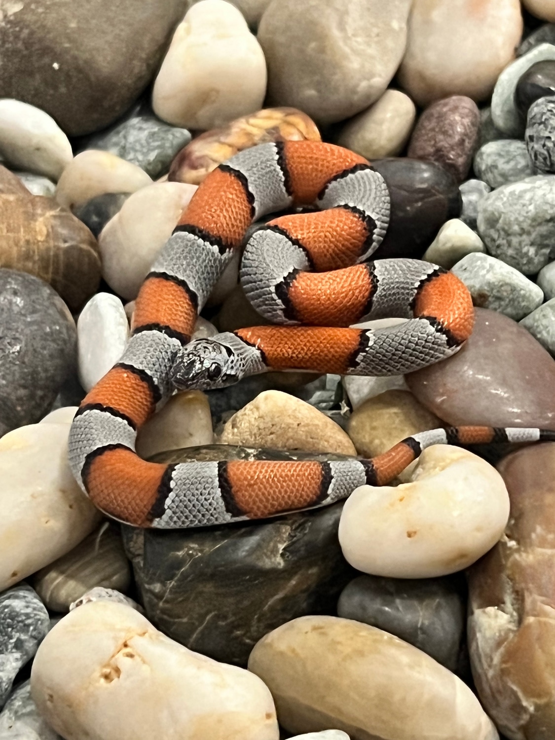 West Langtry Gray-banded Kingsnake by Captivating Reptiles LLC ...