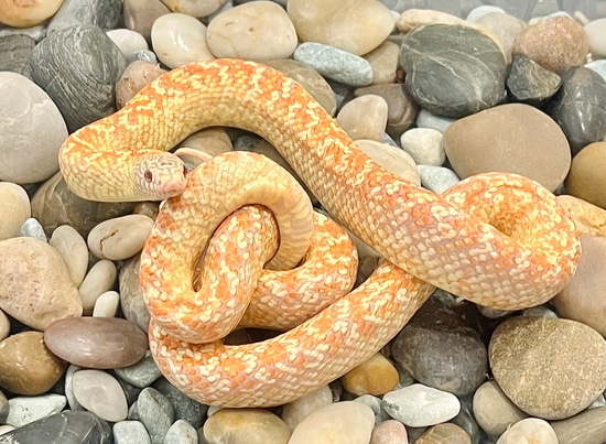 Hybino Het Whitesided Florida Kingsnake by Captivating Reptiles LLC