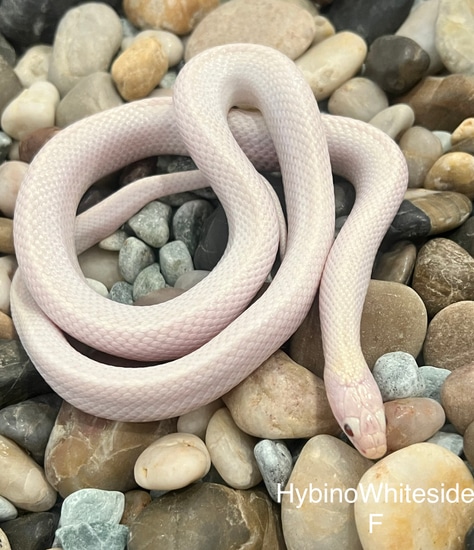 2020 1.1 Hybino Whiteside Florida Kingsnake by Captivating Reptiles LLC