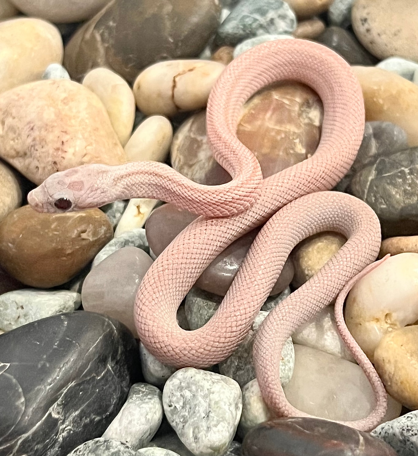 Ultramel Cinder Stripe Corn Snake by Captivating Reptiles LLC - MorphMarket
