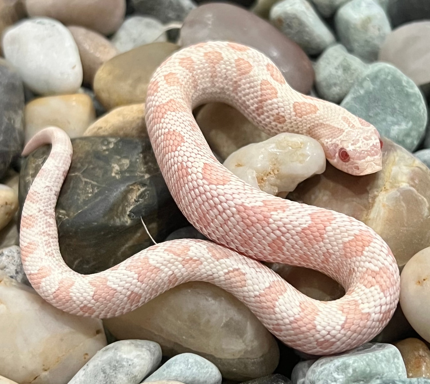 Yeti Western Hognose by Captivating Reptiles LLC - MorphMarket