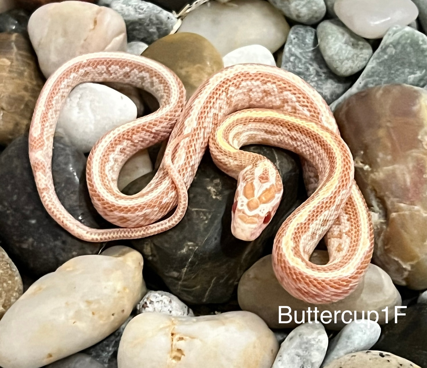 Butter Tessera Het Sunkissed Corn Snake by Captivating Reptiles LLC ...