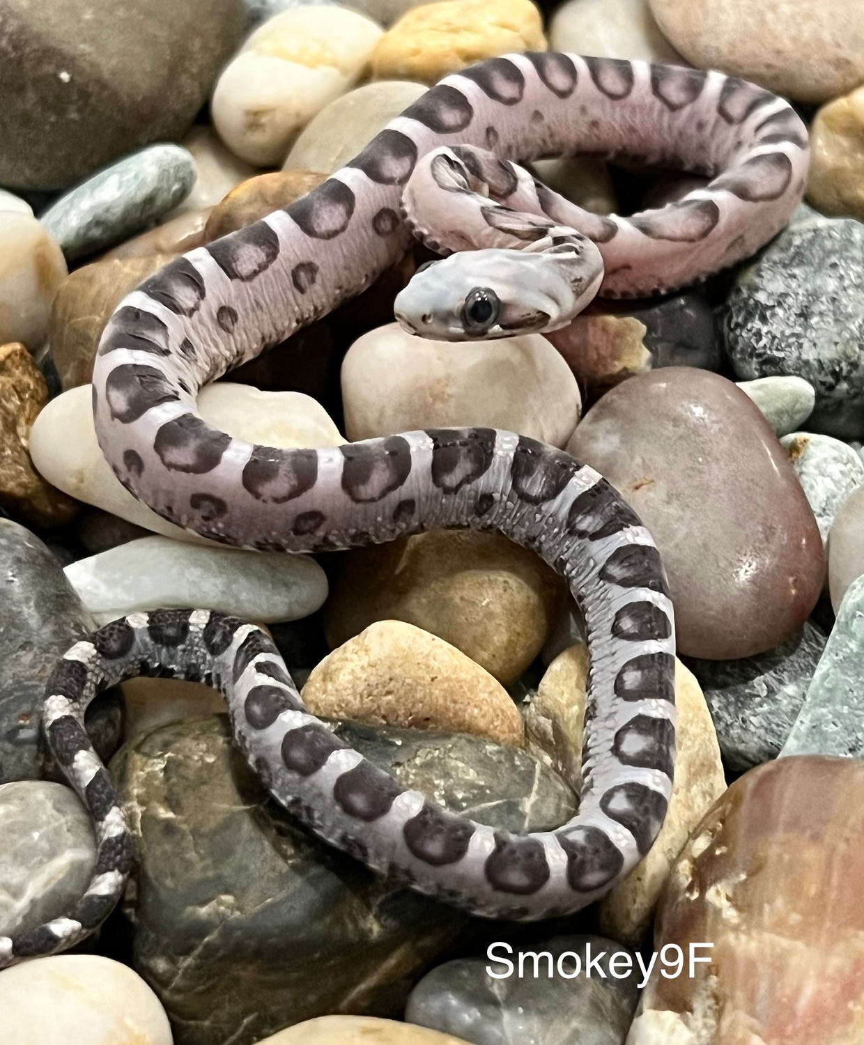 Anery Scaleless Het Amel Corn Snake by Captivating Reptiles LLC ...