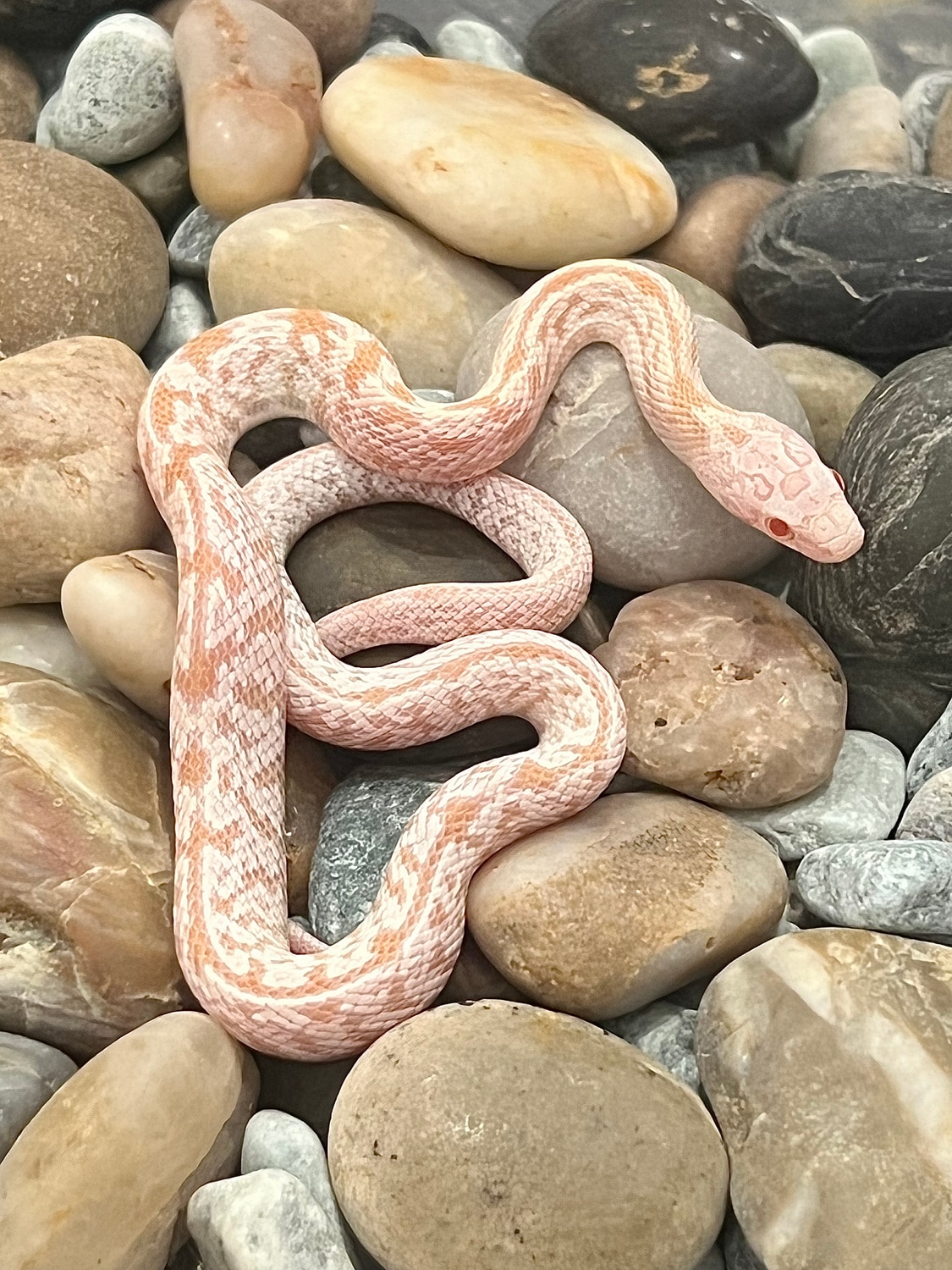 Miami Saffron Tessera Het Cinder Corn Snake by Captivating Reptiles LLC ...