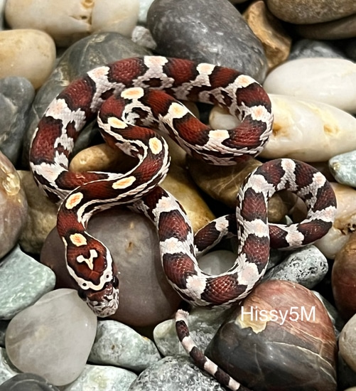 Okeetee Het Saffron Corn Snake by Captivating Reptiles LLC