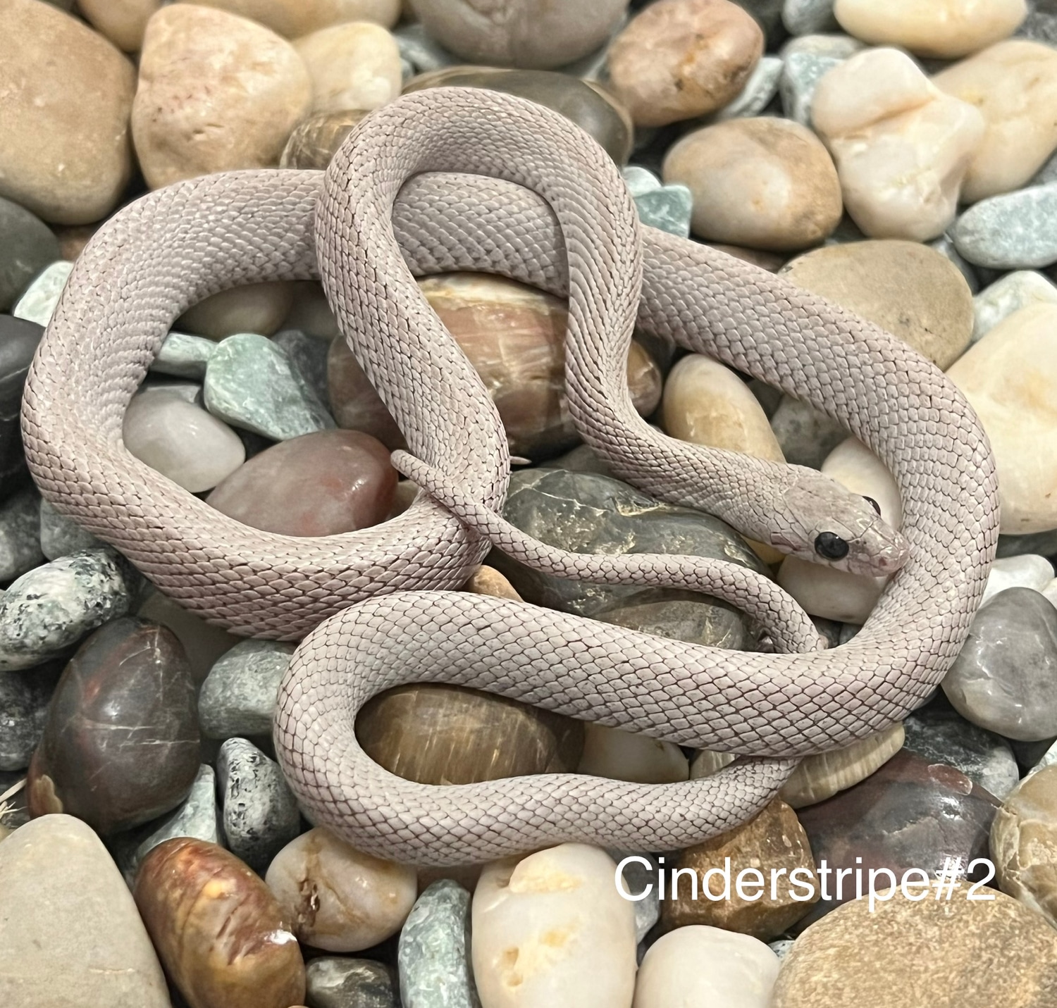 Cinder Stripe PH Ultra Or Amel, Caramel Corn Snake by Captivating ...