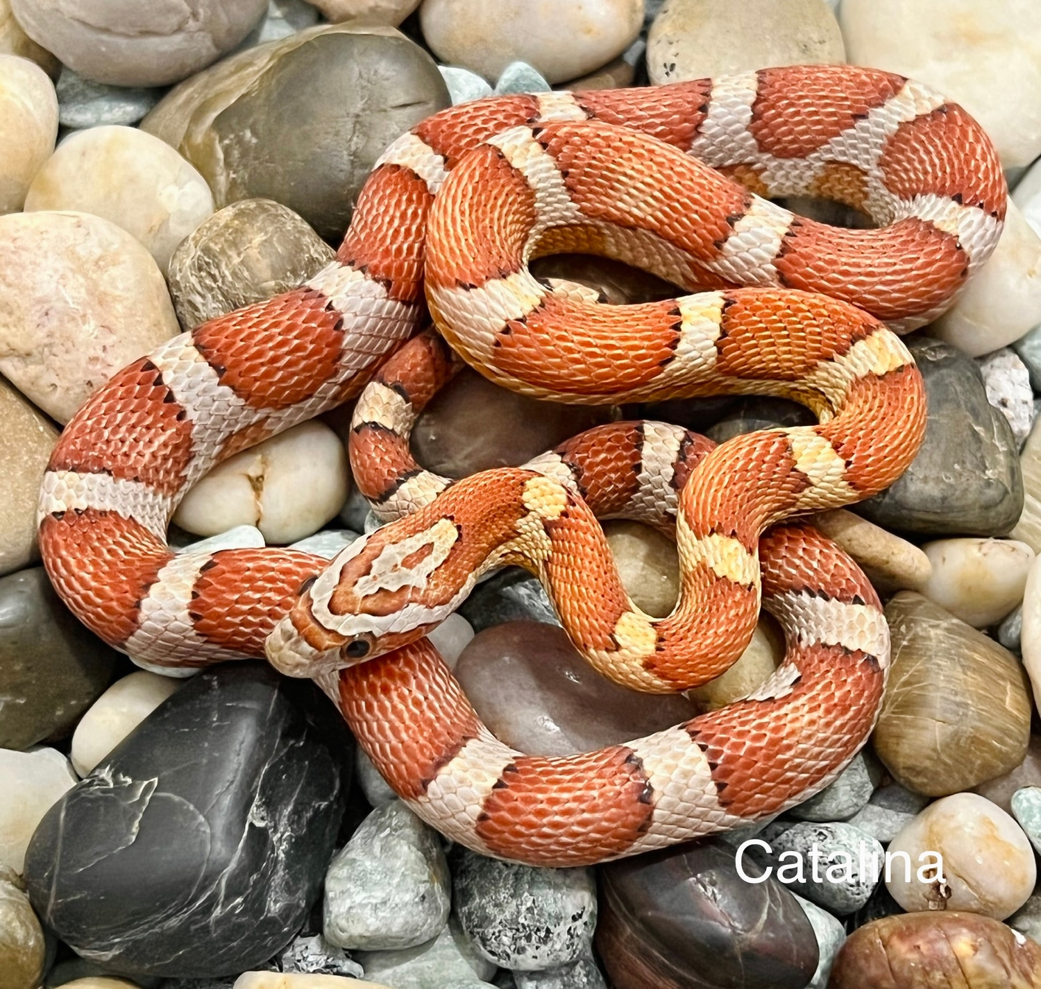Miami (Milksnake Phase) Corn Snake by Captivating Reptiles LLC ...