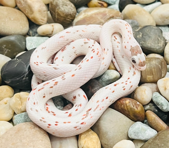 Palmetto PH Caramel, Amel/ultra, Stripe Corn Snake by Captivating ...