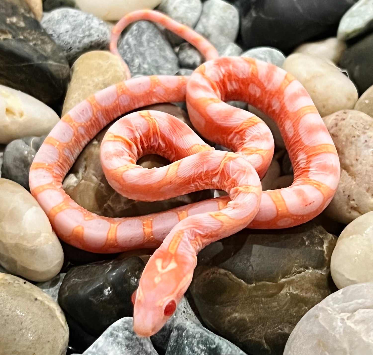 Extreme Reverse Okeetee Scaleless Corn Snake by Captivating Reptiles ...