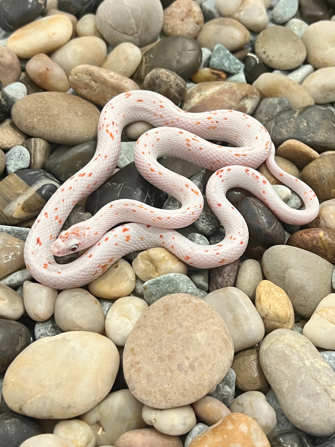 Ultramel Palmetto PH Caramel, Stripe Corn Snake by Captivating Reptiles ...
