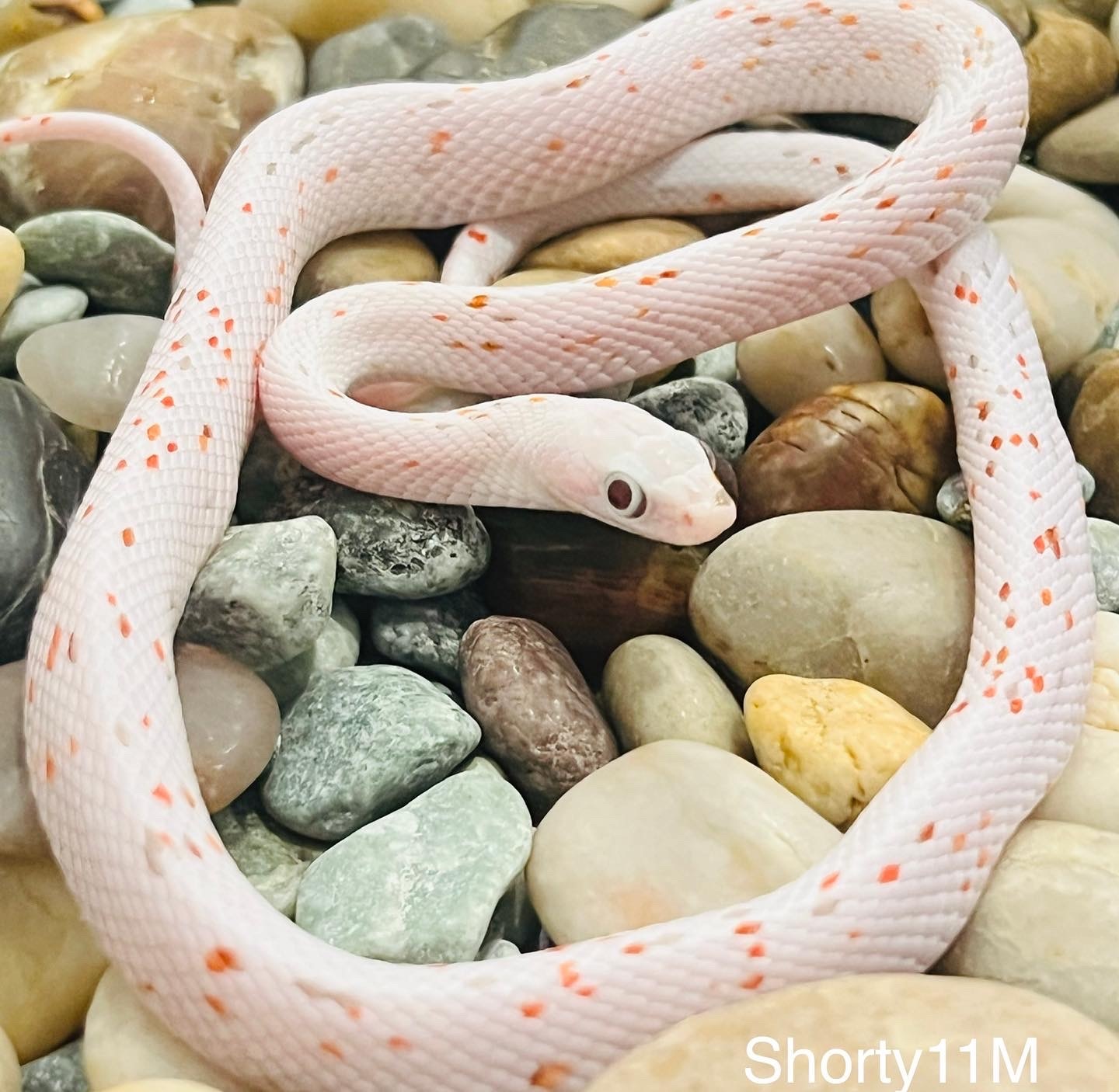 Palmetto Homo/Het Motley PH Anery, Hypo Corn Snake by Captivating ...