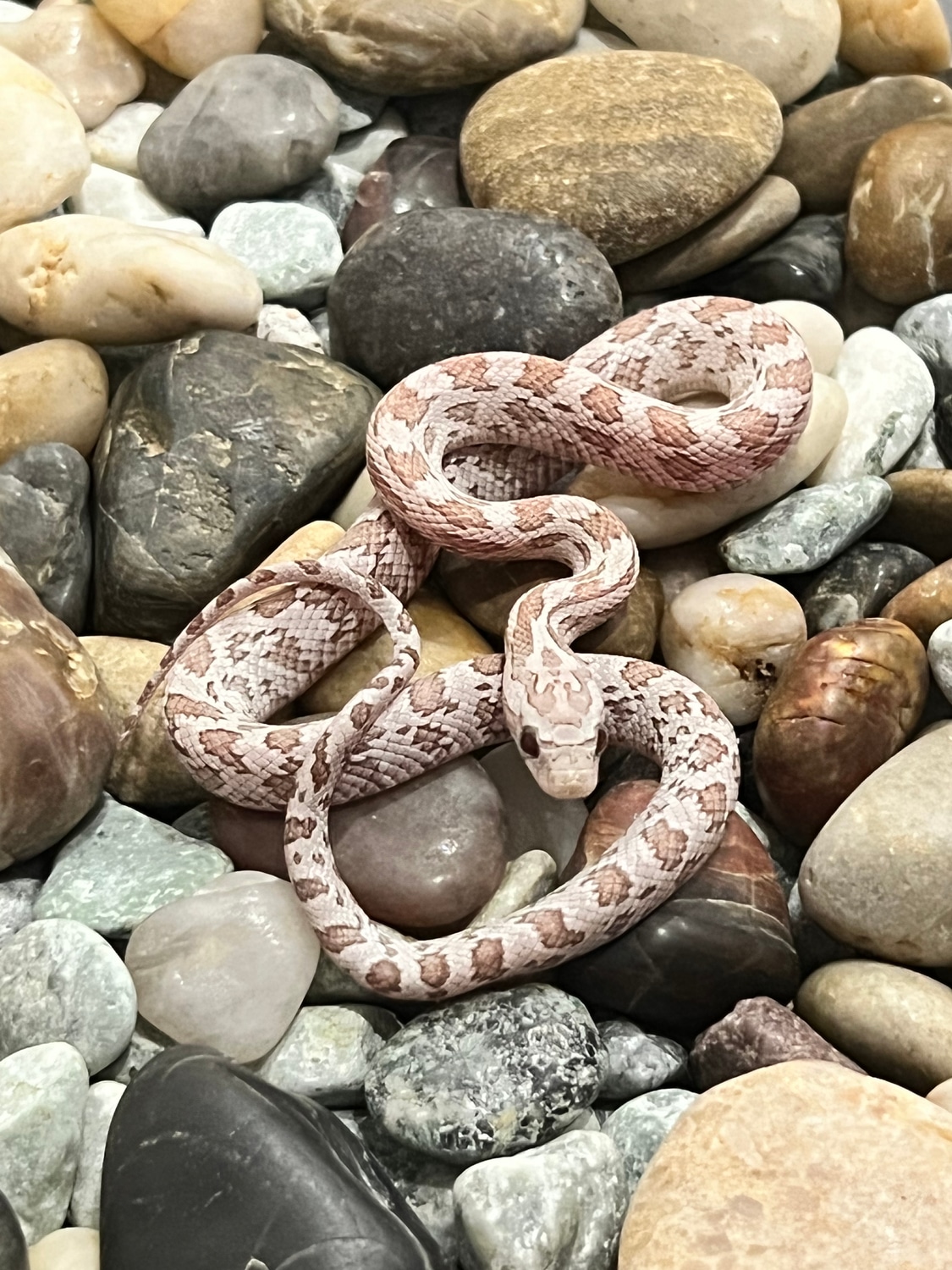 Ultramel Cinder Het Stripe Corn Snake by Captivating Reptiles LLC ...