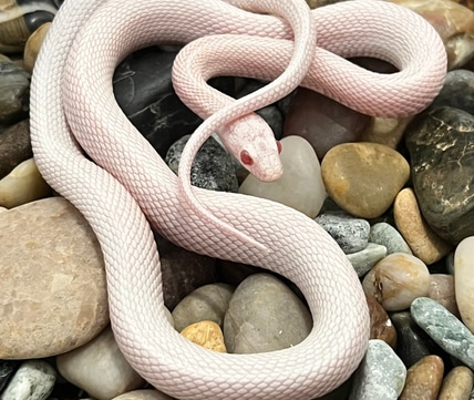 2022 Reverse Okeetee Het Saffron Corn Snake by Captivating Reptiles LLC ...