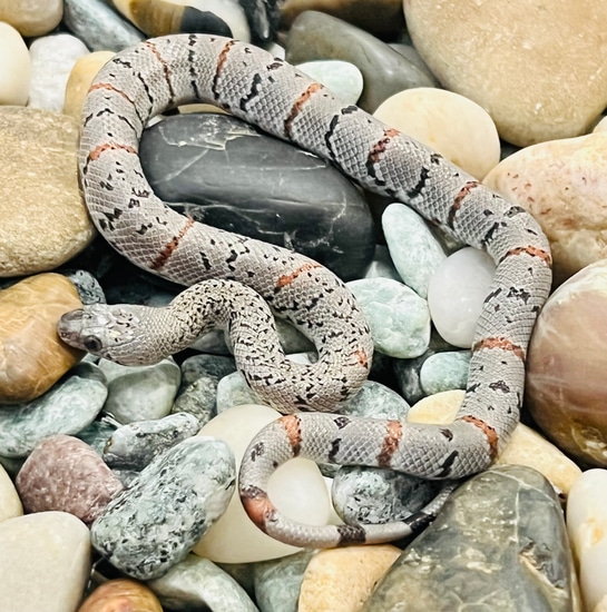 Christmas Mountain Gray-Banded Kingsnake by Captivating Reptiles LLC
