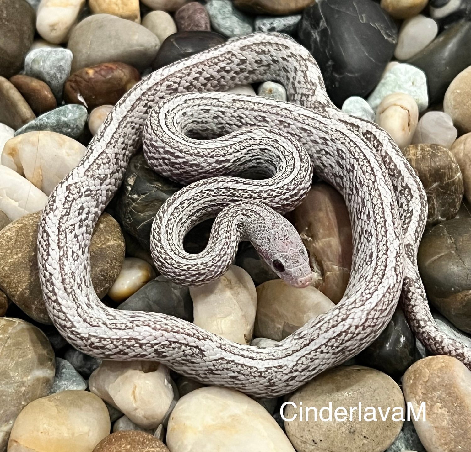 Cinder Lava Tessera PH Amel Corn Snake by Captivating Reptiles LLC ...