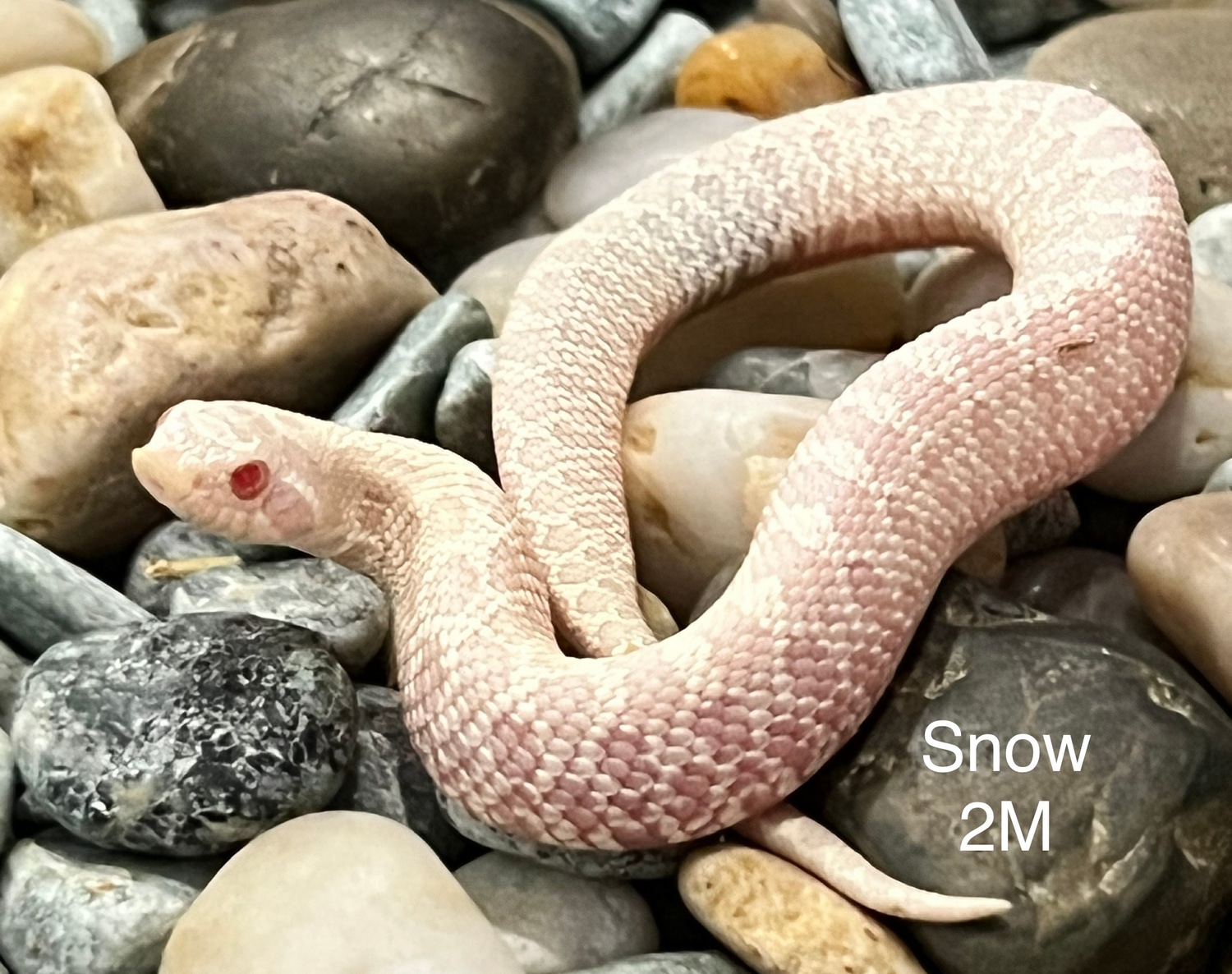 Snow Western Hognose by Captivating Reptiles LLC - MorphMarket
