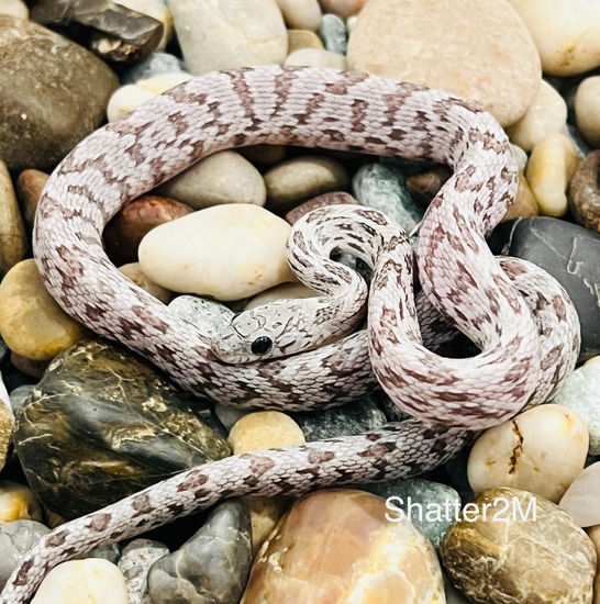 Shatter Ph Amel Corn Snake by Captivating Reptiles LLC
