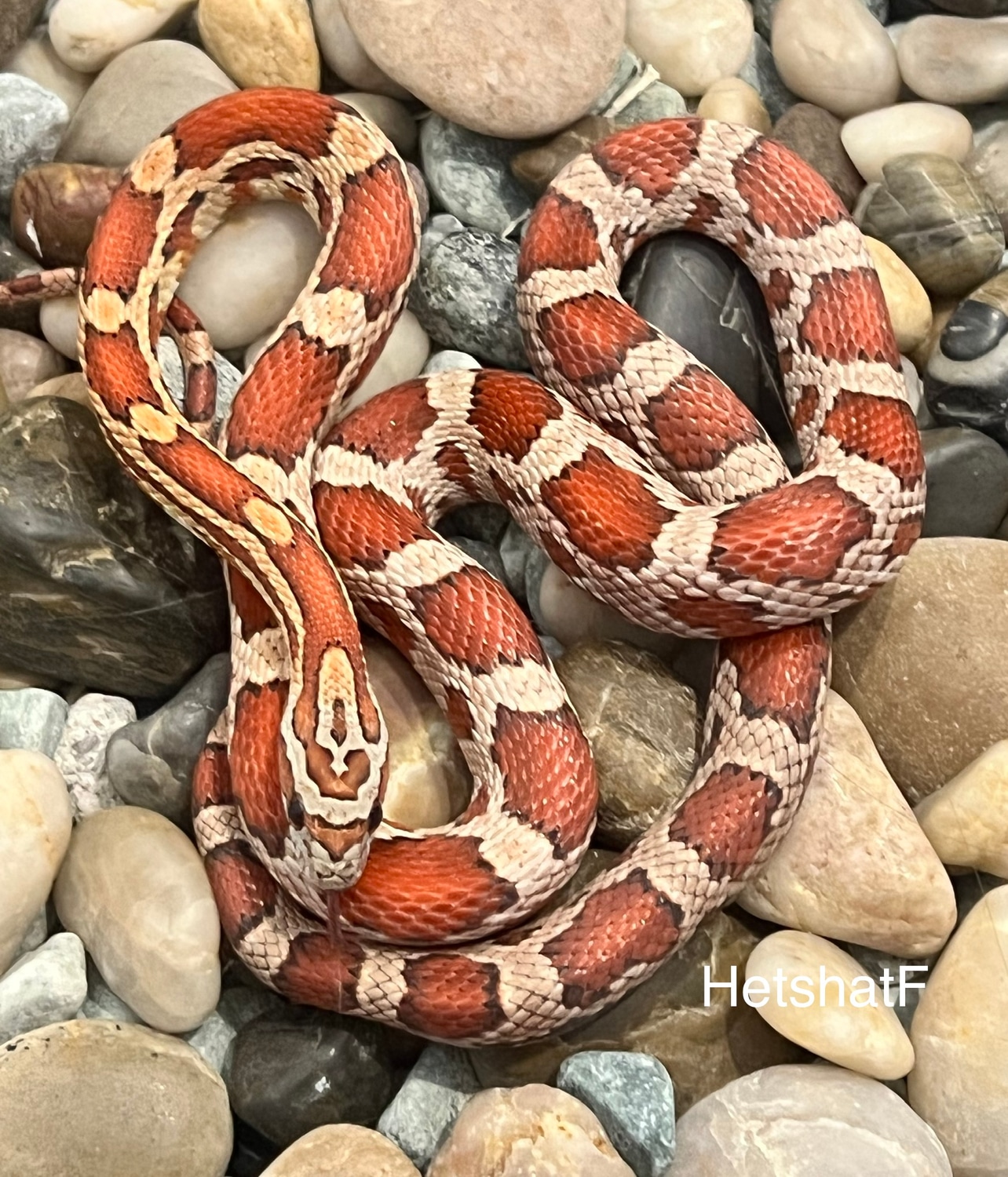 Pair Of Miami Het Shatter PH Amel Corn Snake by Captivating Reptiles ...