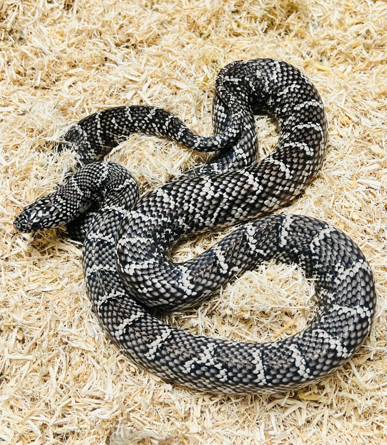 Anery Het Hypo Pair Florida Kingsnake by Captivating Reptiles LLC ...