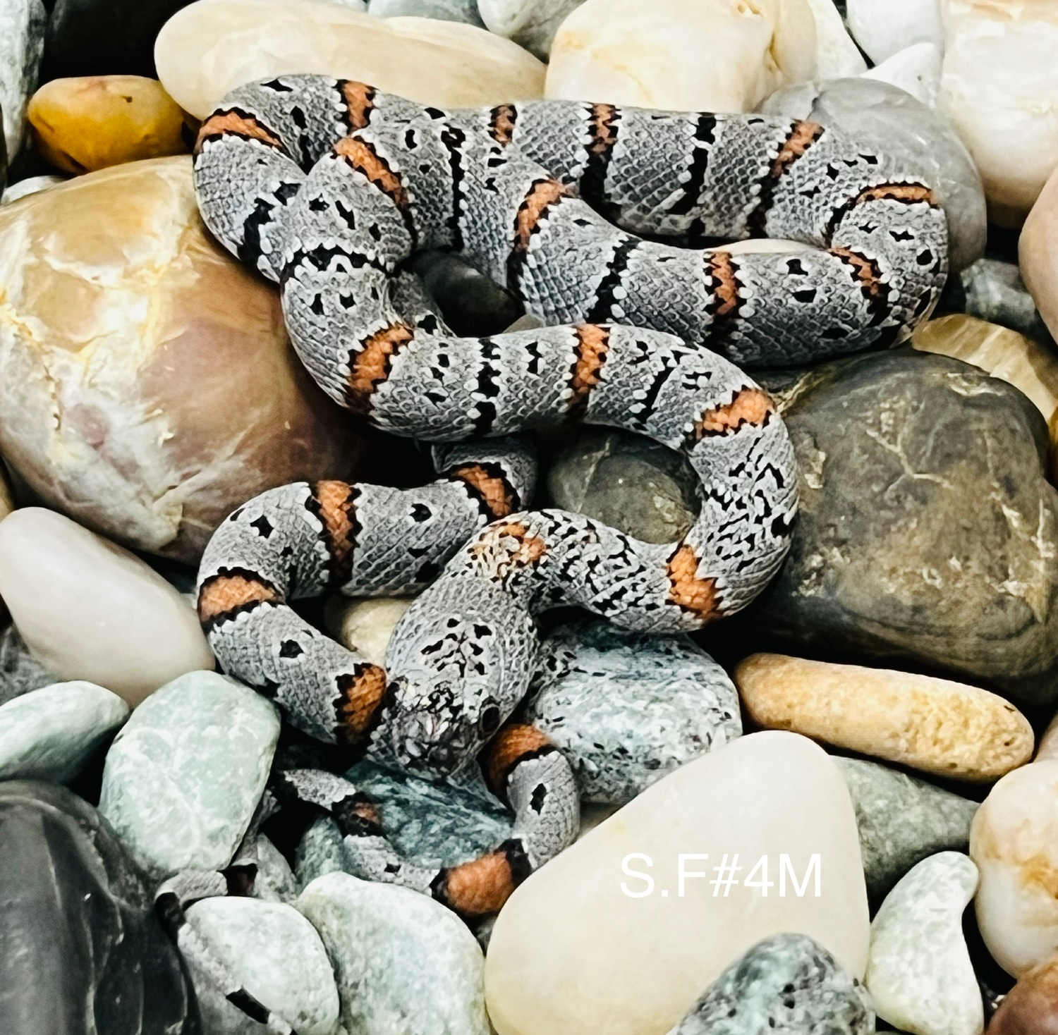 Christmas Mountain Gray-banded Kingsnake by Captivating Reptiles LLC ...