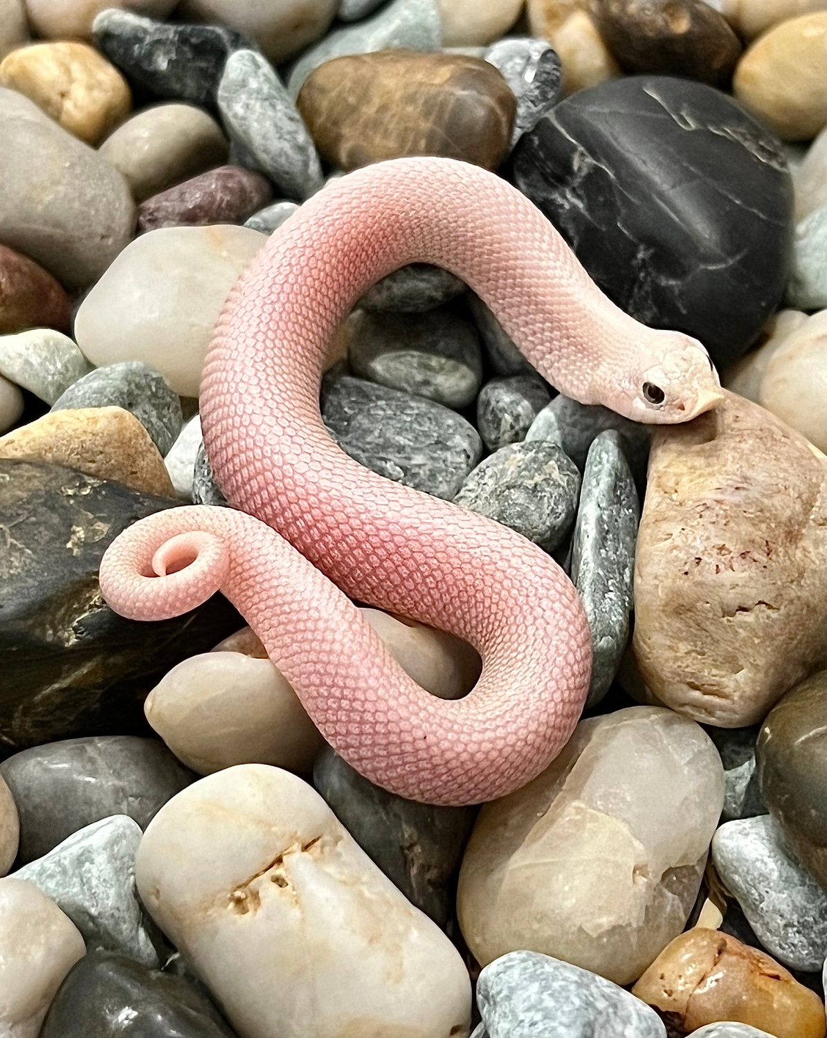 Leucistic Western Hognose by Captivating Reptiles LLC - MorphMarket