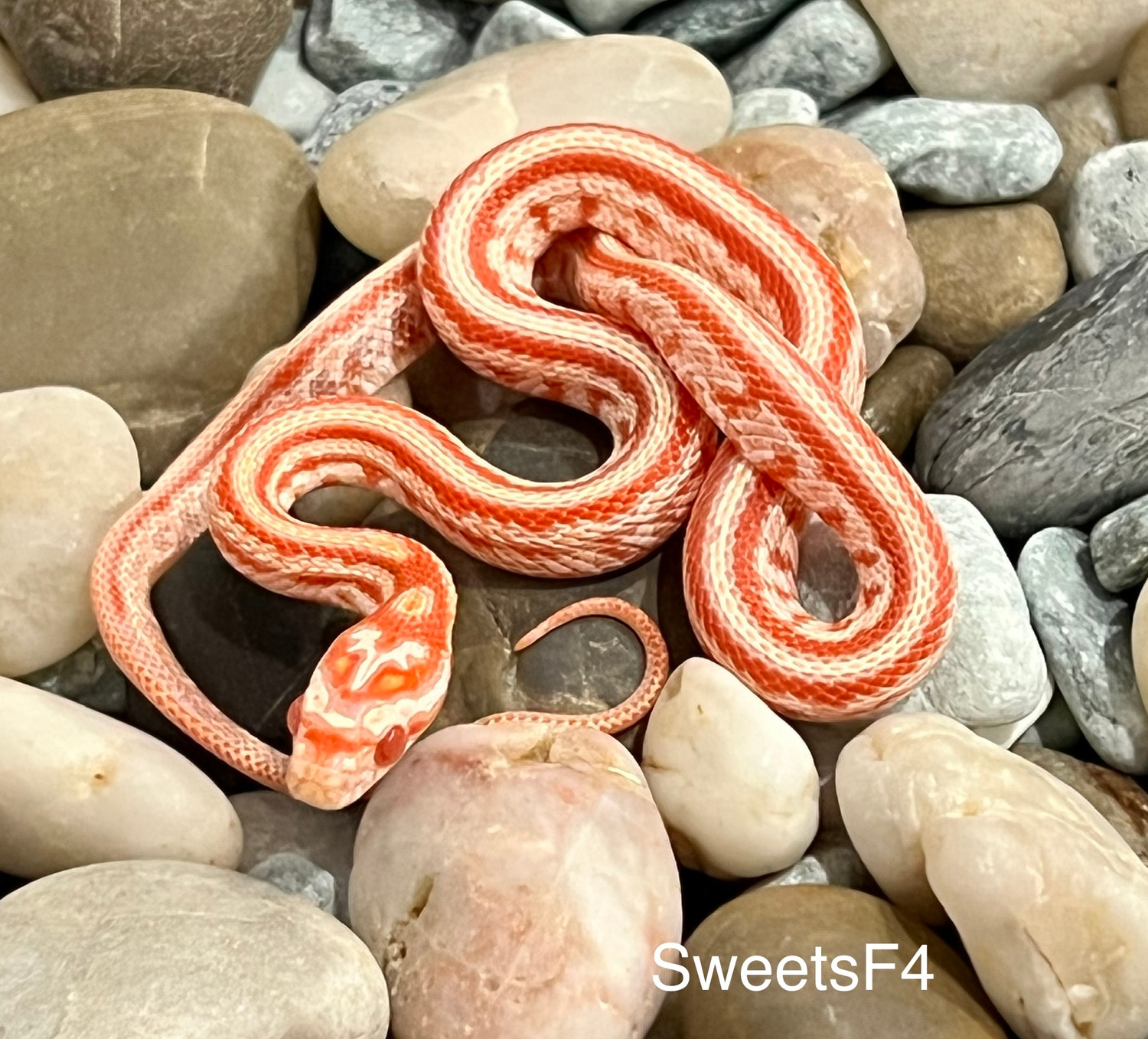 Extreme Reverse Okeetee Tesserea Het Scaleless Corn Snake by ...
