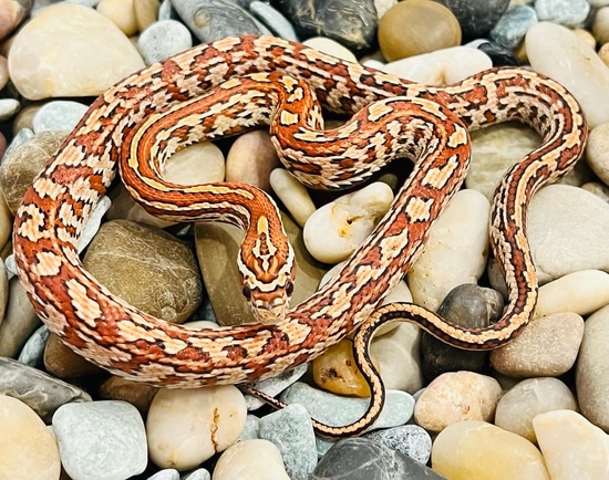 Okeetee Tessera Het Scaleless Amel Corn Snake by Captivating Reptiles ...