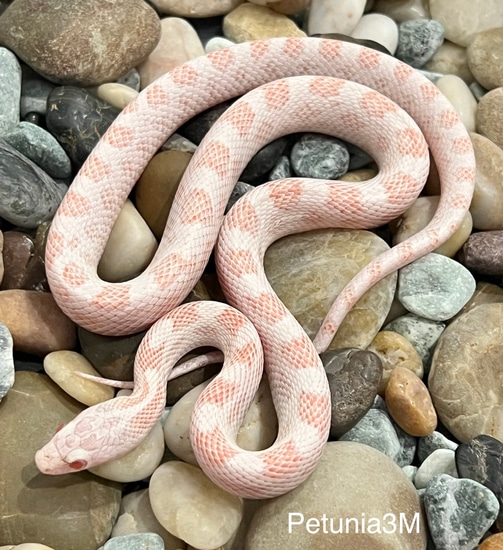 Peppermint PH Lavender Stripe (Possible Lavender) Corn Snake by ...