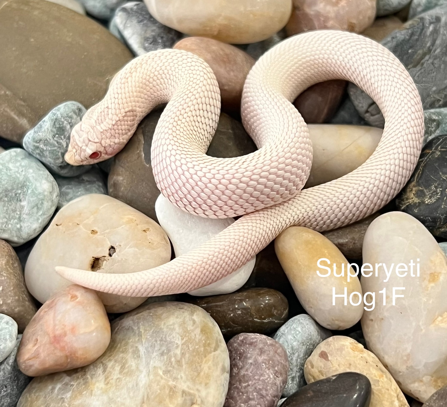Super Yeti Western Hognose by Captivating Reptiles LLC - MorphMarket