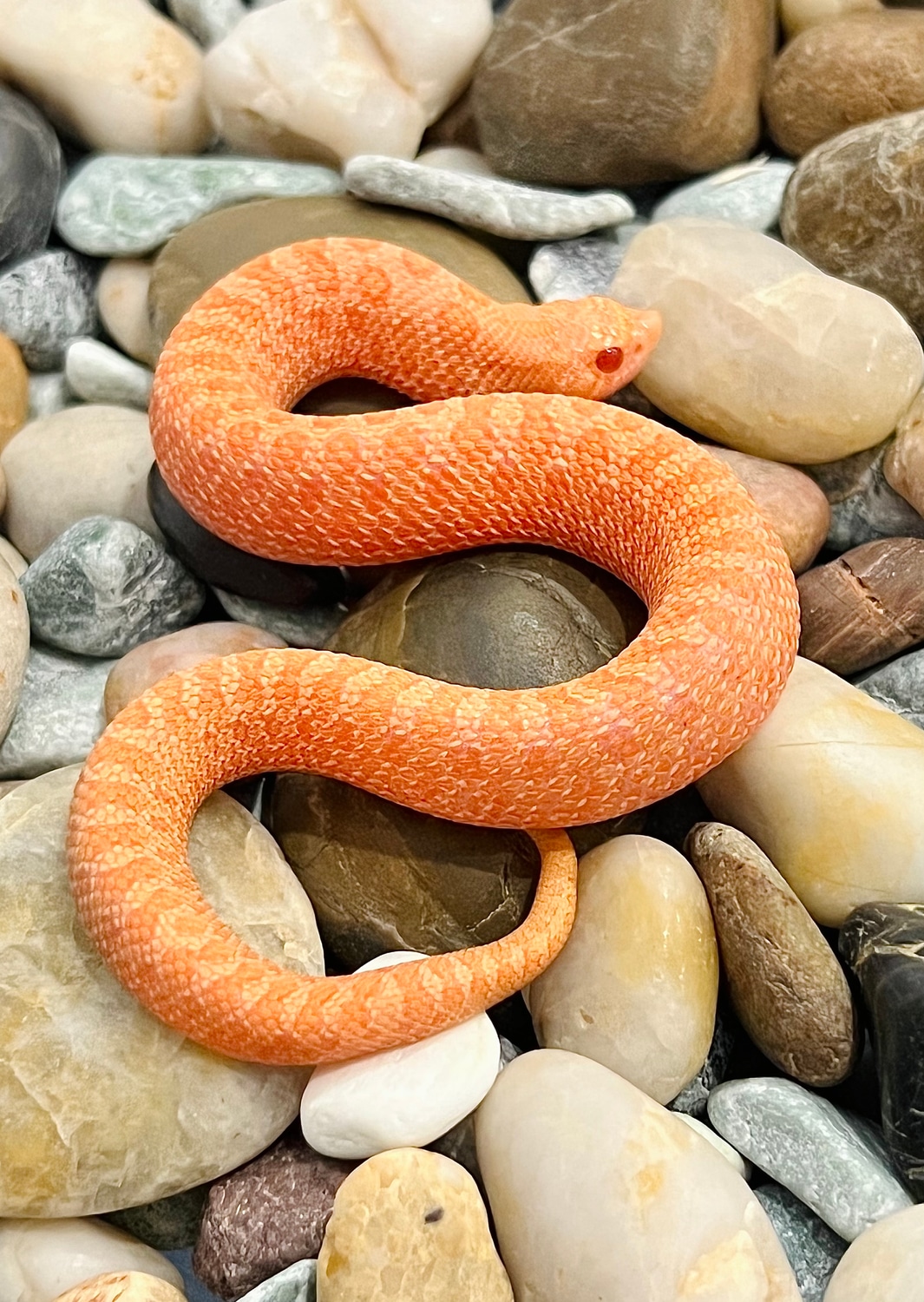 Arctic Sunburst Western Hognose by Captivating Reptiles LLC - MorphMarket