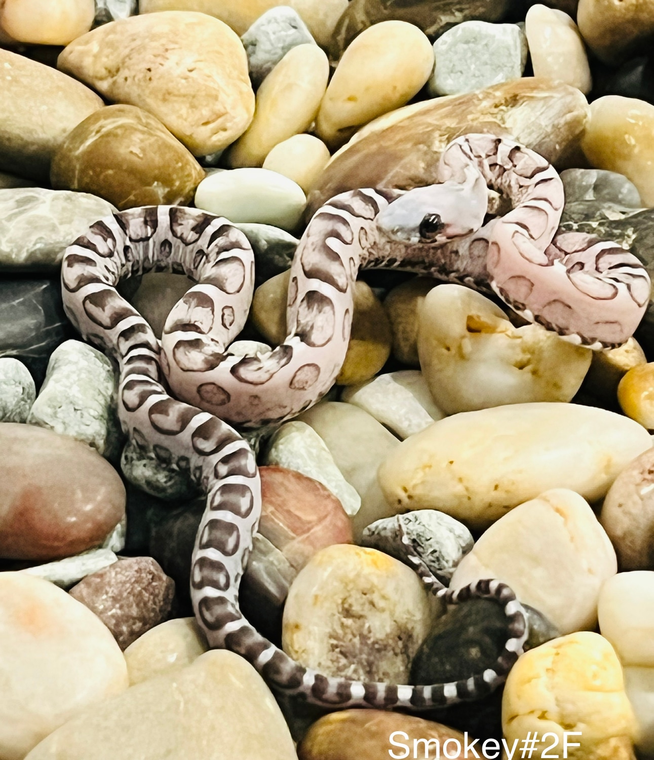 Anery Scaleless Het Amel Corn Snake by Captivating Reptiles LLC ...