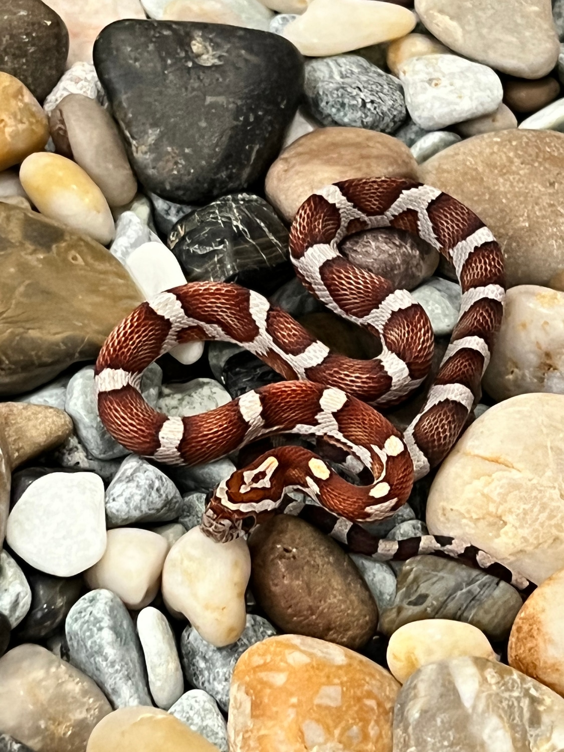 Miami (Milksnake Phase) Corn Snake by Captivating Reptiles LLC ...