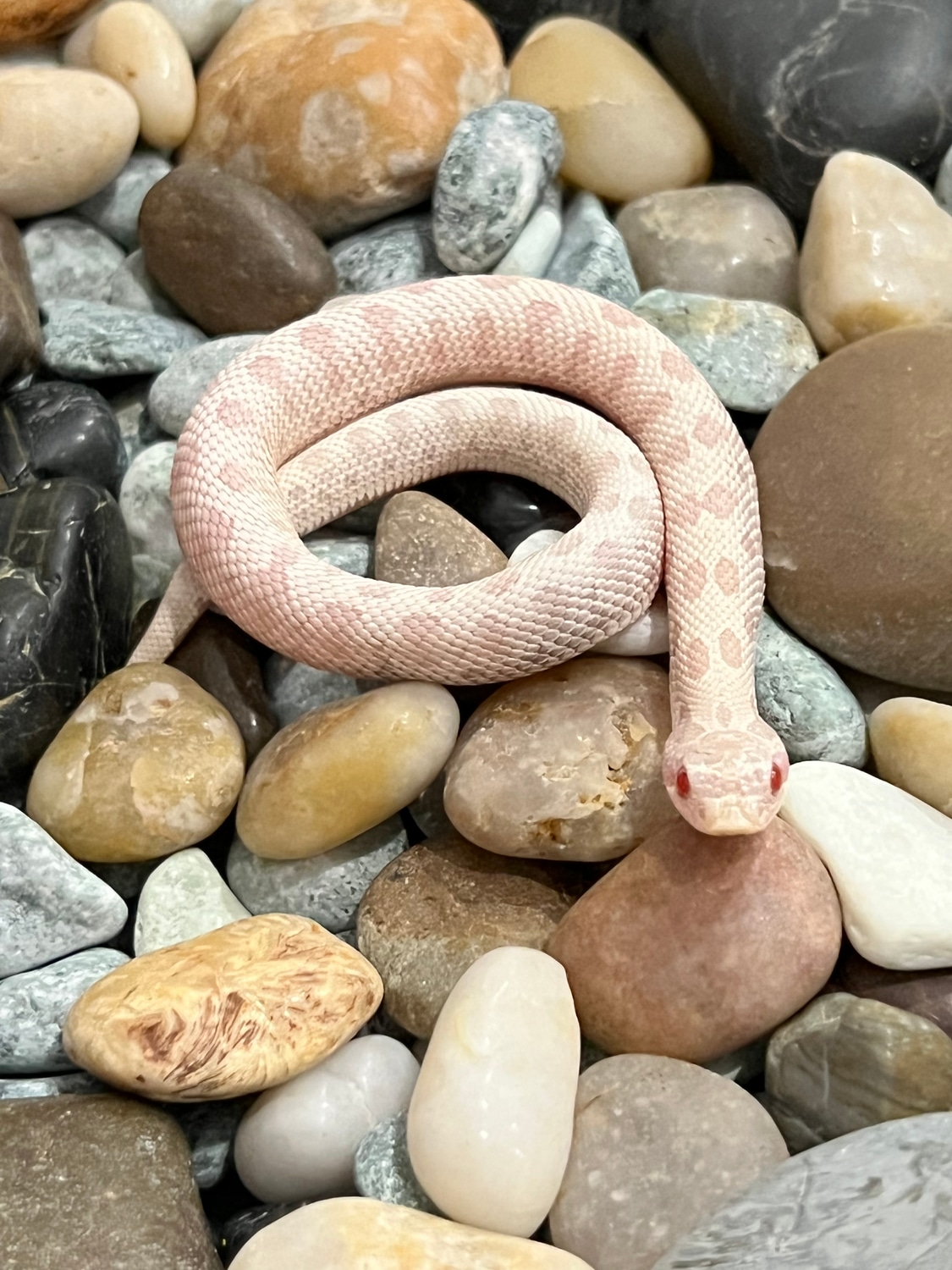 Yeti Western Hognose by Captivating Reptiles LLC - MorphMarket