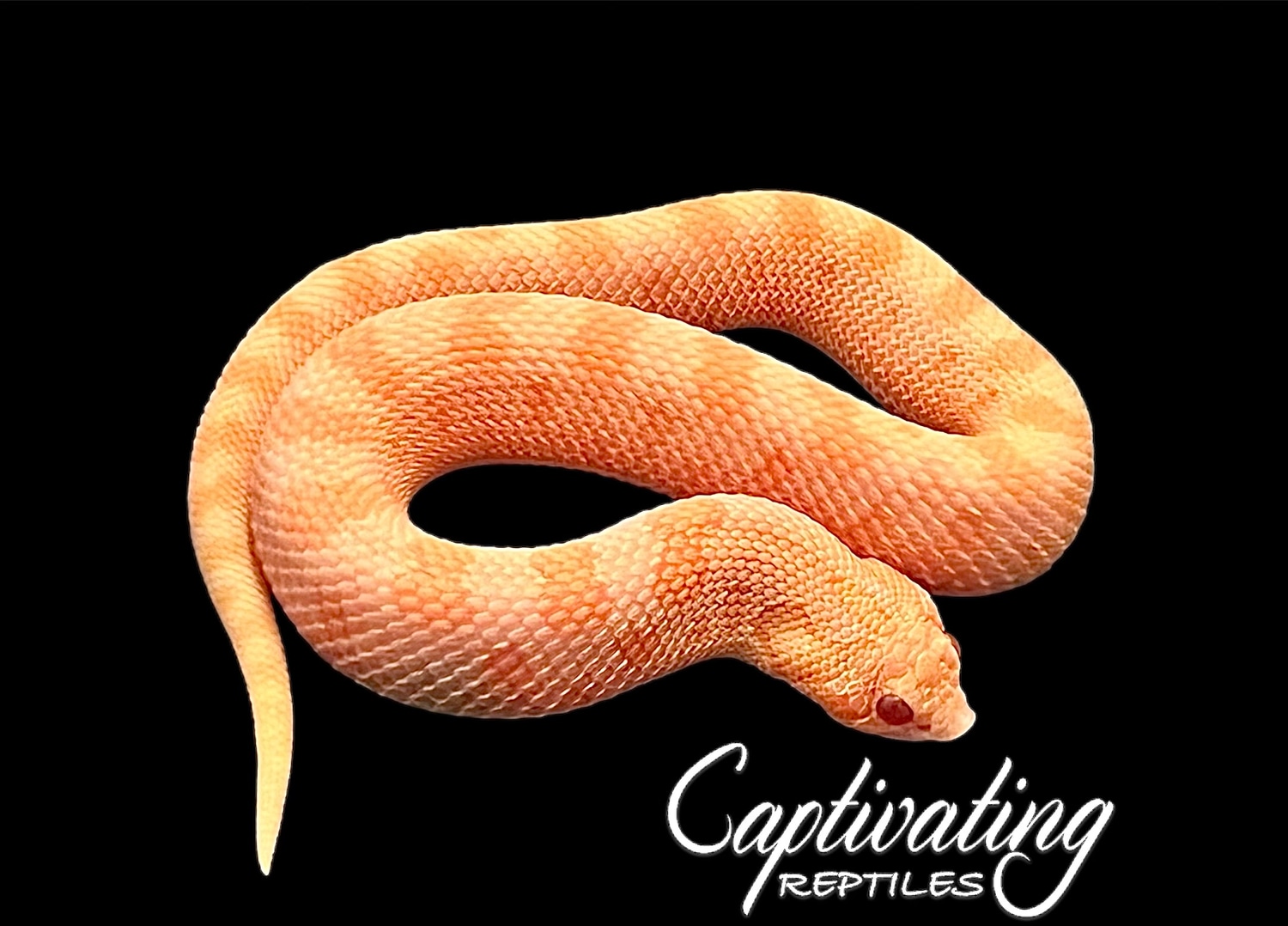 Solar Flare Western Hognose by Captivating Reptiles LLC - MorphMarket